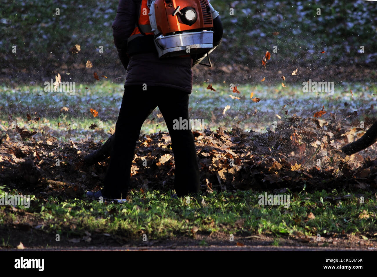 worker with industrial vacuum cleaner collect fallen maple and oak ...