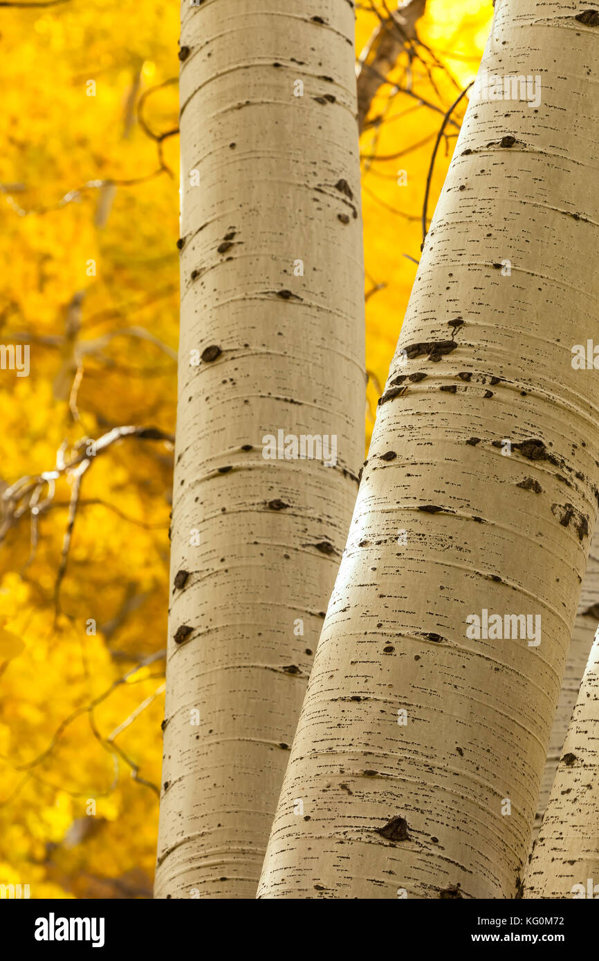 Close up of the quaking aspen trees, with the fall foliage in the ...