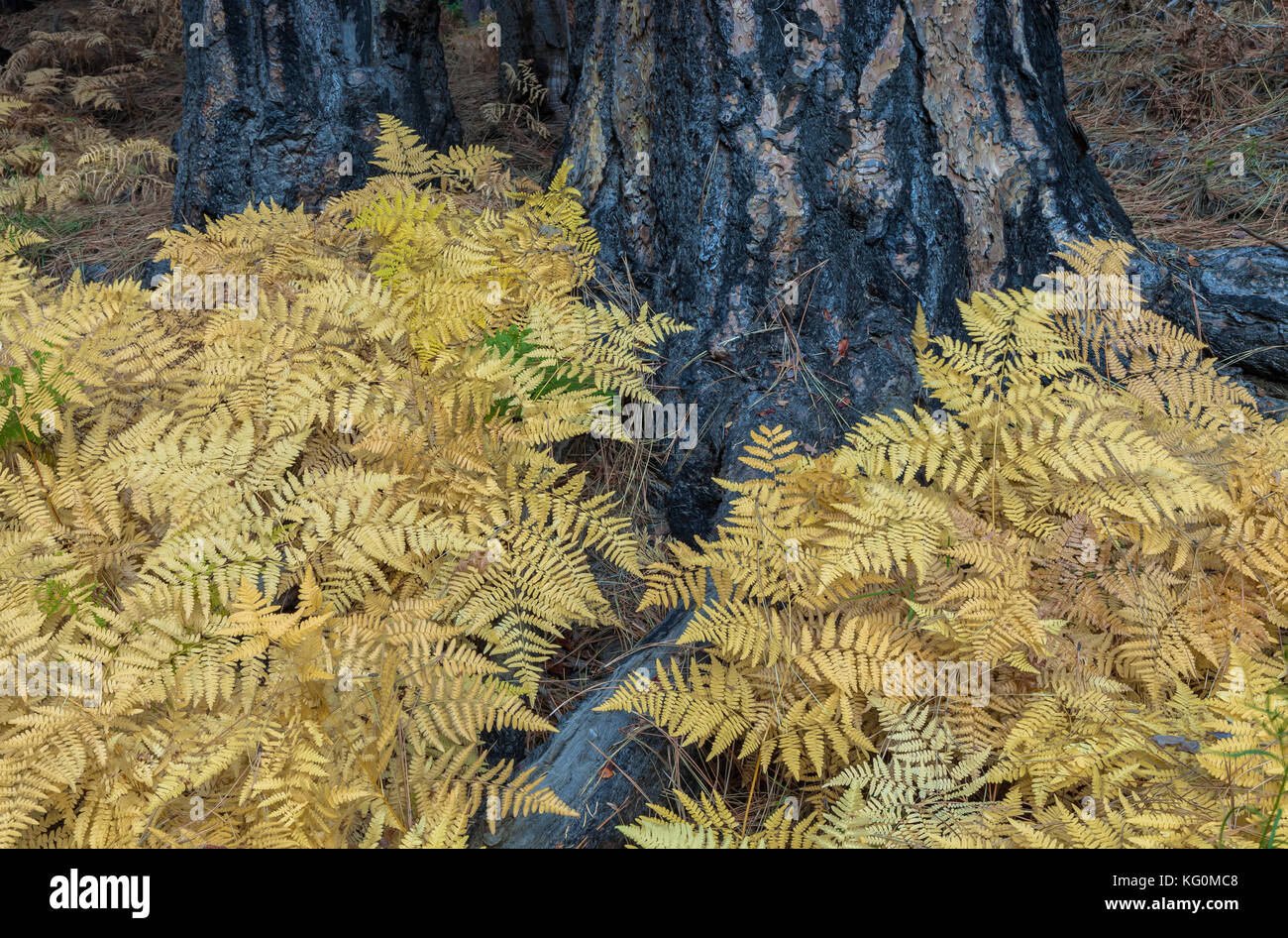 Common brachen (Pteridium aquilinum) in their fall colors, Yosemite ...