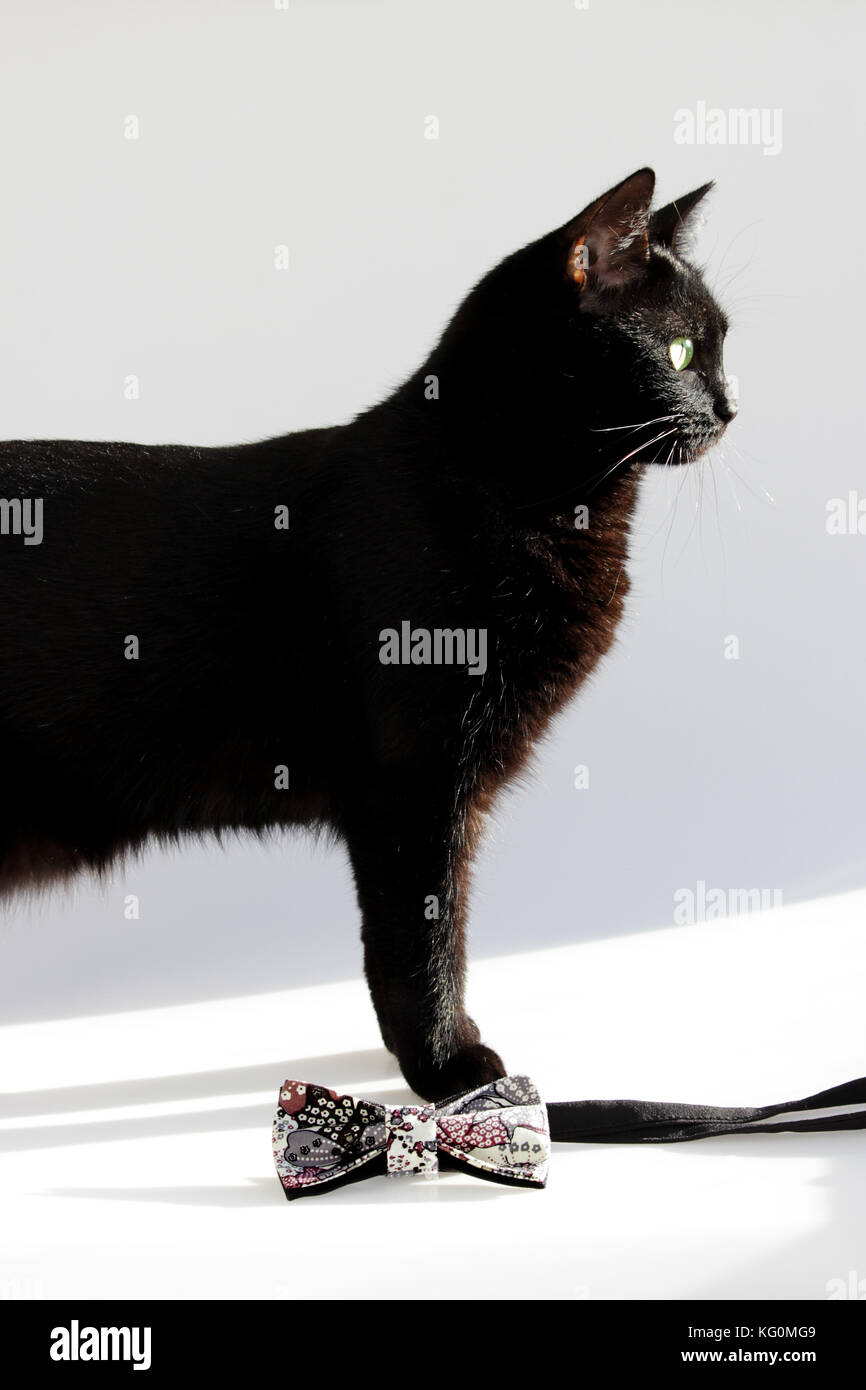 Vertical composition: Extravagant bow tie and black cat with green eyes ...