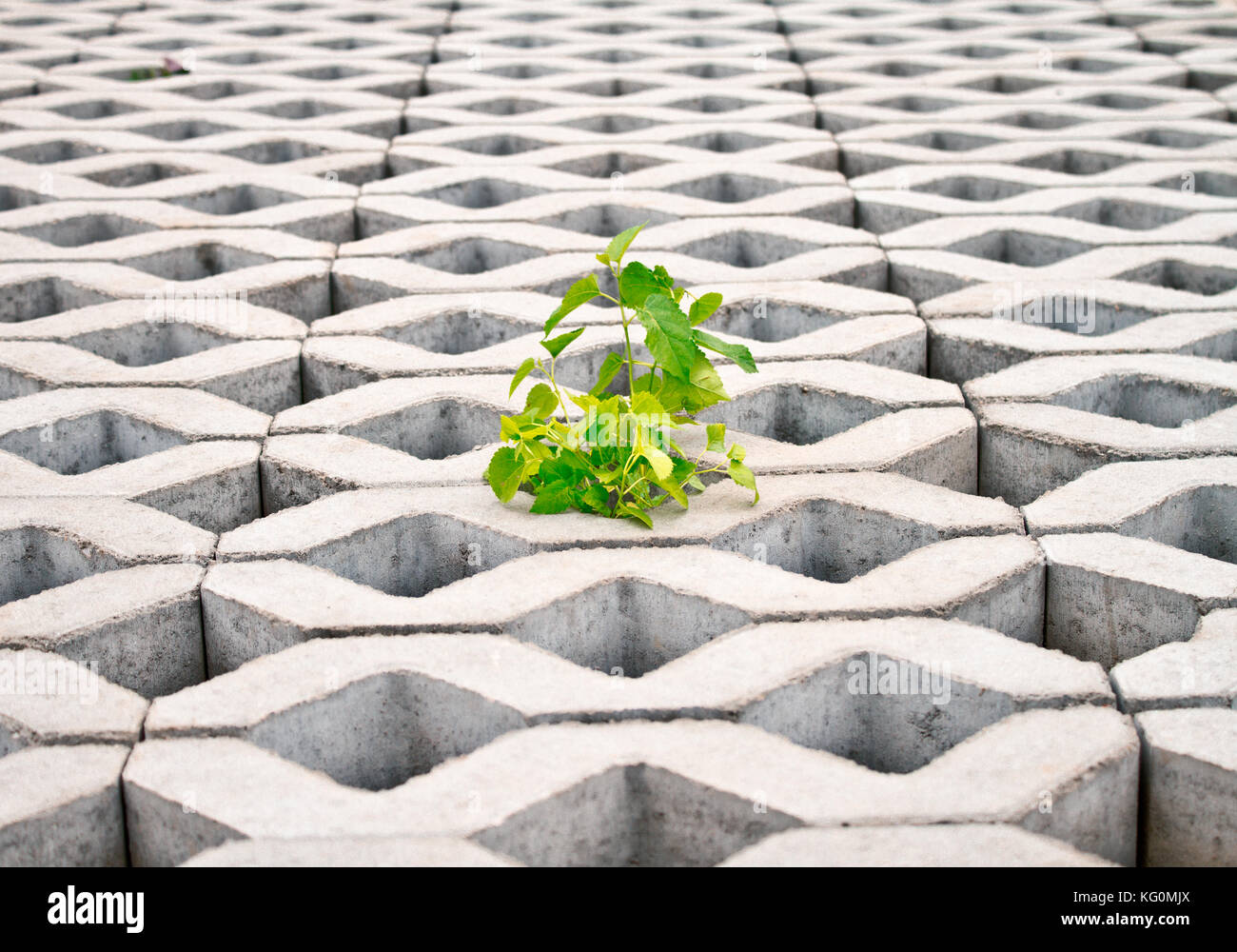 Green plant rising through bricks Stock Photo - Alamy
