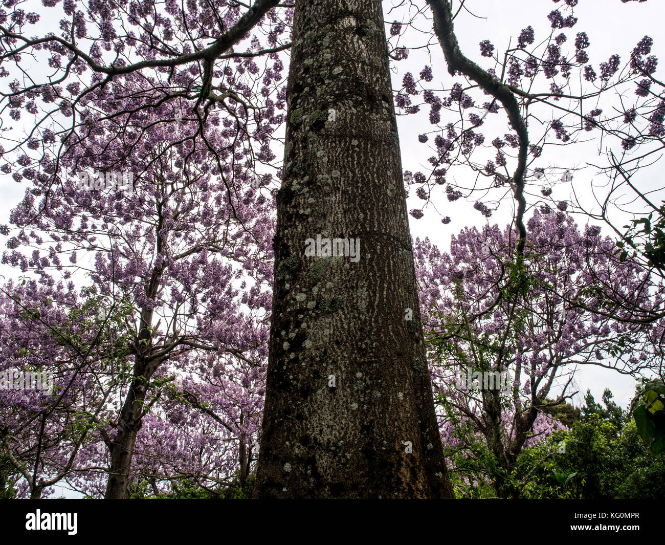 Paulownia tomentosa trees in flower, spring blossom Stock Photo - Alamy
