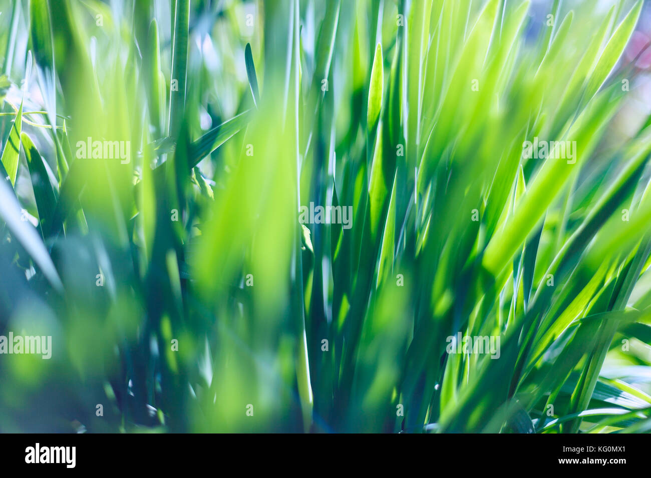 Fresh green grass with water droplet in sunshine(Shallow Dof Stock ...