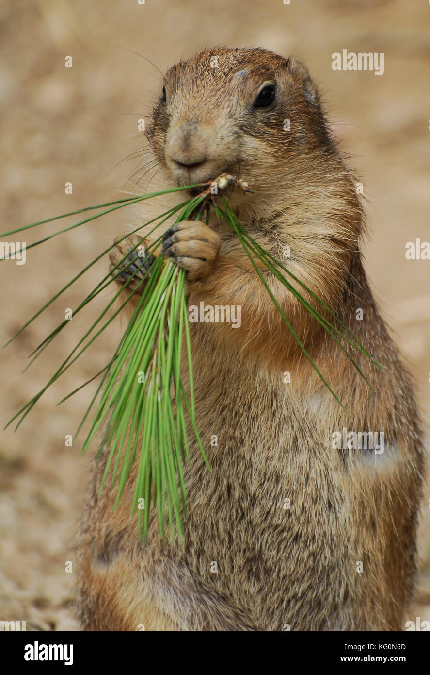Groundhog hi-res stock photography and images - Alamy
