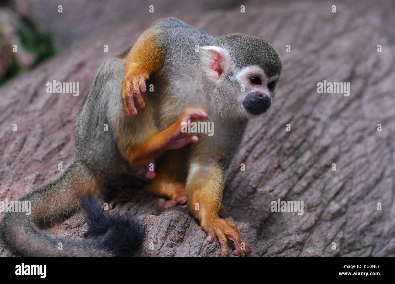 Cute Squirrel monkey scratching itself with its rear leg Stock Photo - Alamy