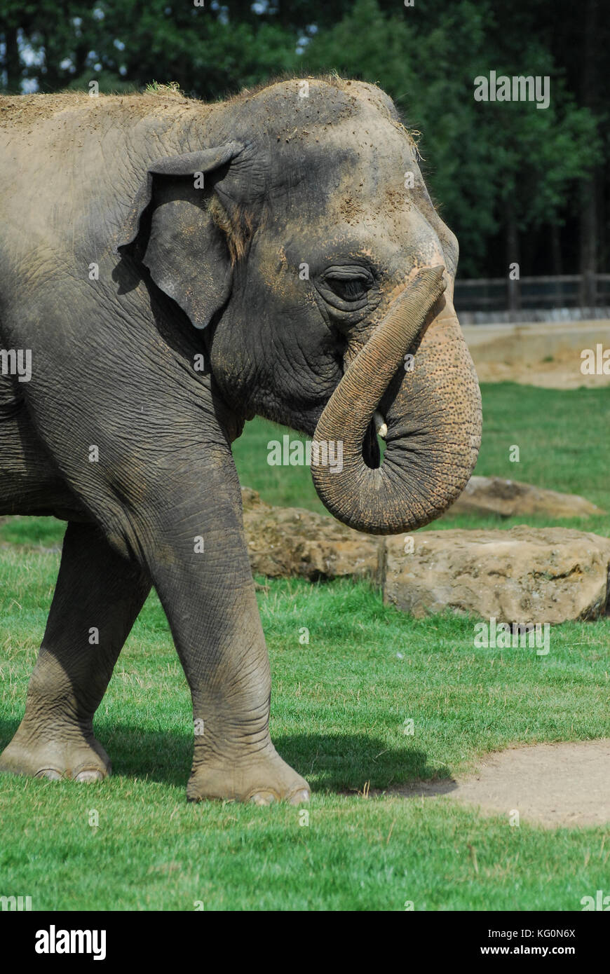 An Indian Elephant with it's trunk curled Stock Photo - Alamy