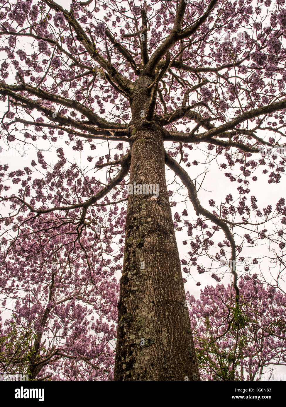 Paulownia tomentosa trees in flower, spring blossom Stock Photo - Alamy