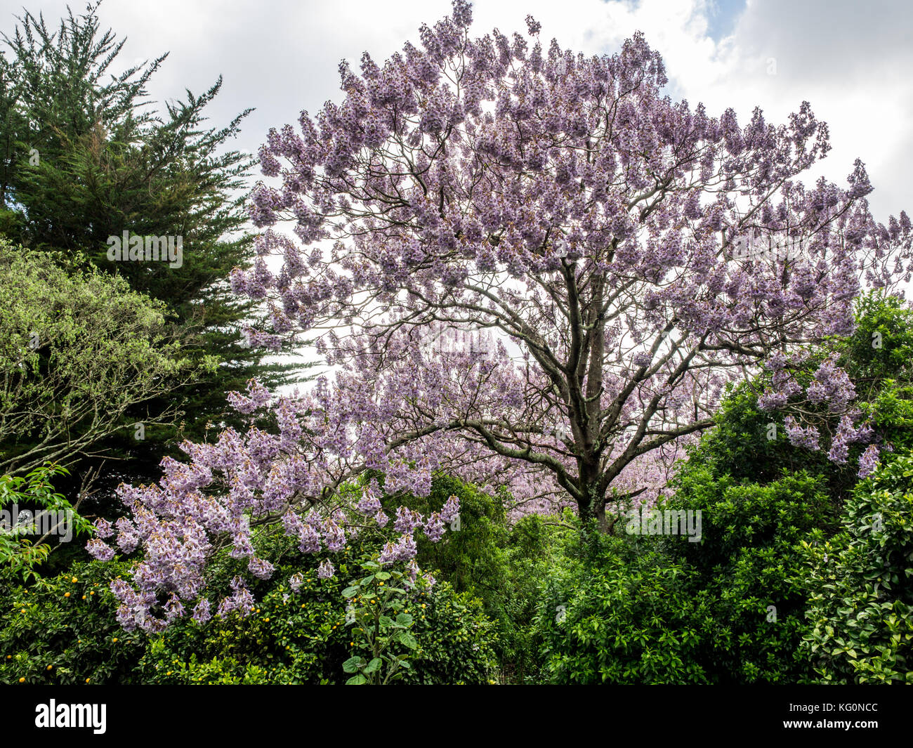 Paulownia Trees High Resolution Stock Photography and Images - Alamy