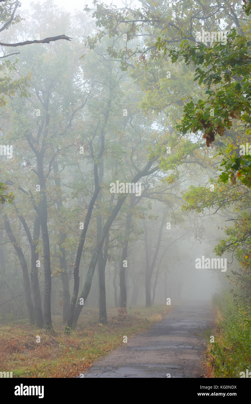 Misty autumnal road in forest Stock Photo - Alamy Misty autumnal road in forest Stock Photo - Alamy