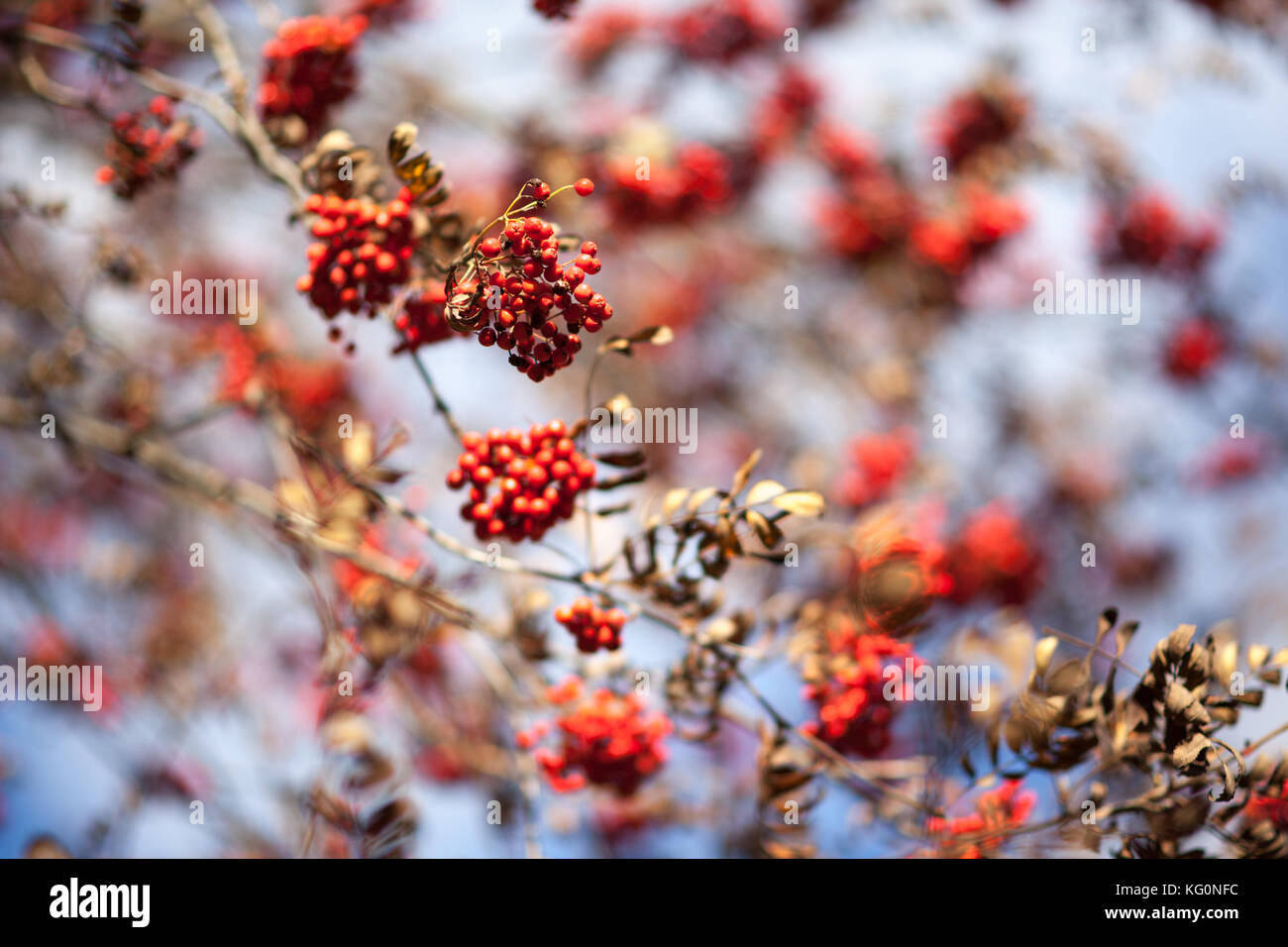 viburnum berry, tree in autumn Stock Photo - Alamy