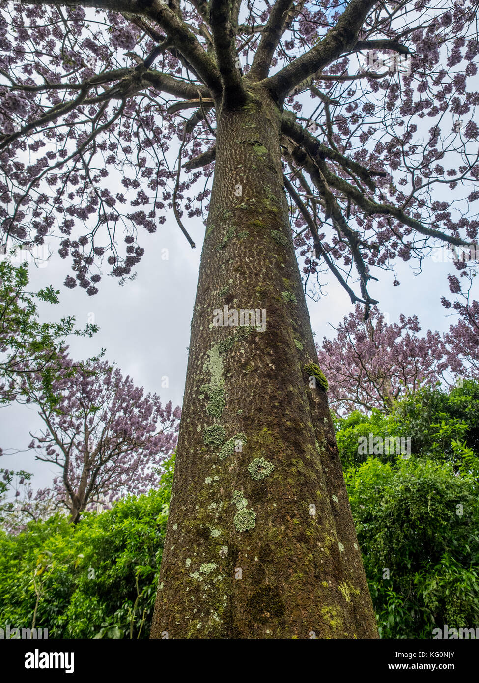 Paulownia tomentosa trees in flower, spring blossom Stock Photo - Alamy