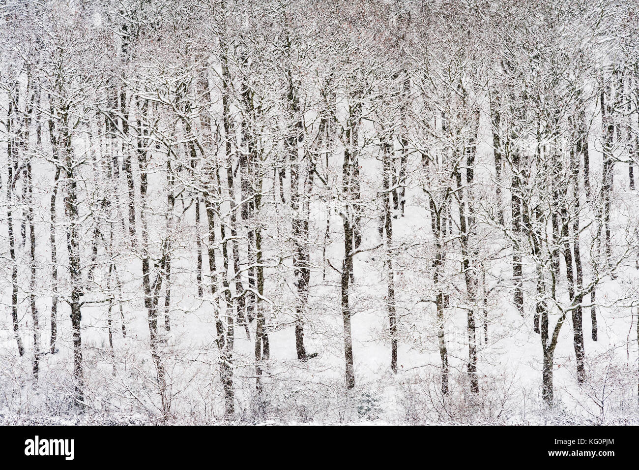 UK. Winter on the Welsh borders. Winter trees during a snowstorm Stock ...
