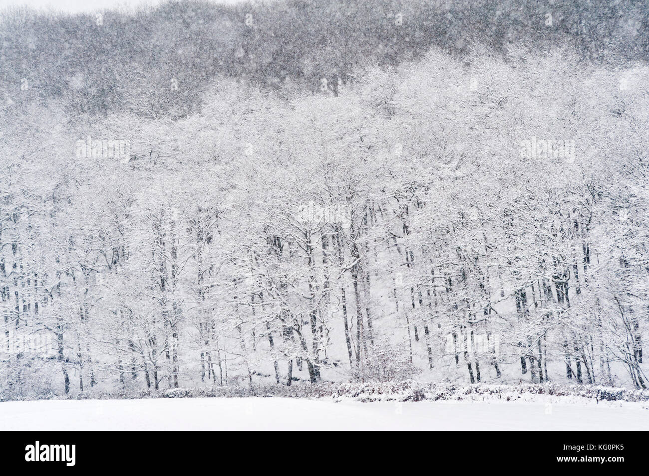 UK. Winter on the Welsh borders. Winter trees during a snowstorm Stock ...