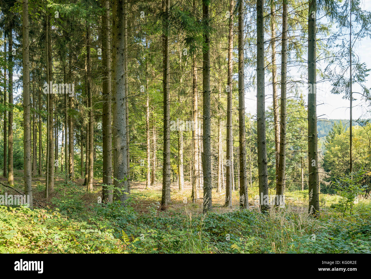 sunny illuminated idyllic forest scenery with ground cover vegetation ...