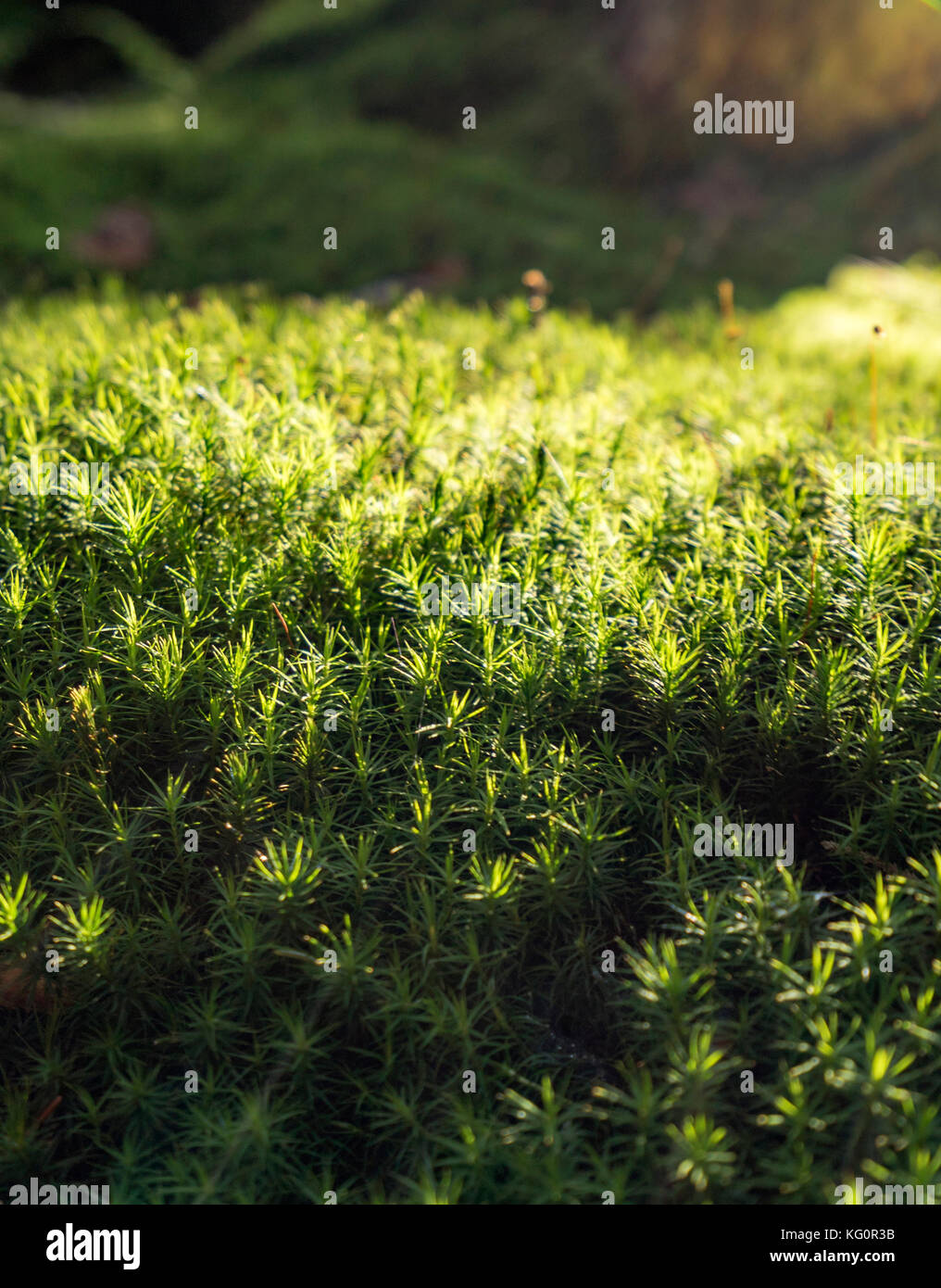 sunny illuminated low angle forest scenery with mossy ground cover ...