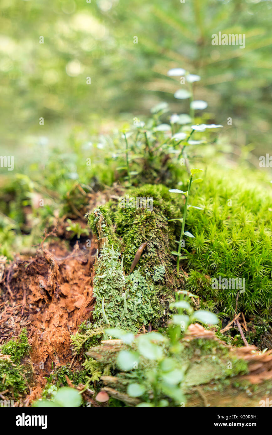 dense ground cover vegetation closeup with moss and lichen Stock Photo ...