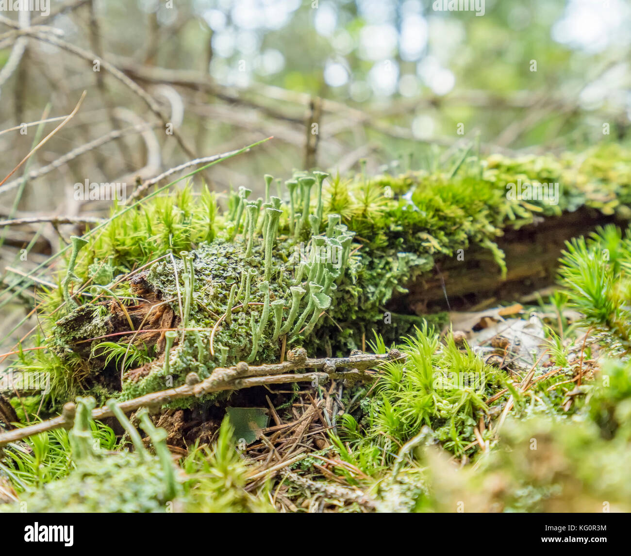 Ground cover to plant hi-res stock photography and images - Alamy