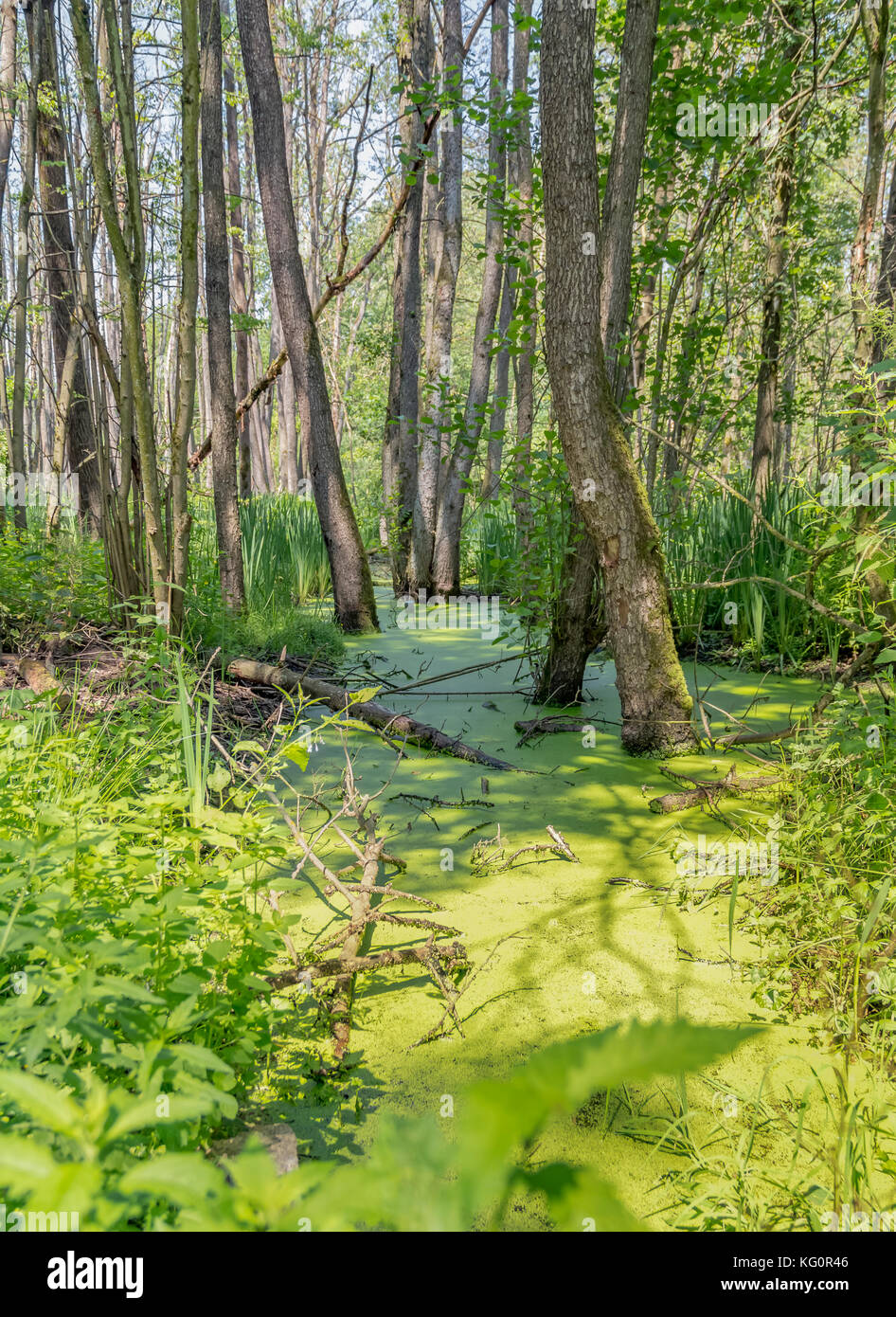 sunny wetland scenery in Southern Germany at early summer time Stock ...