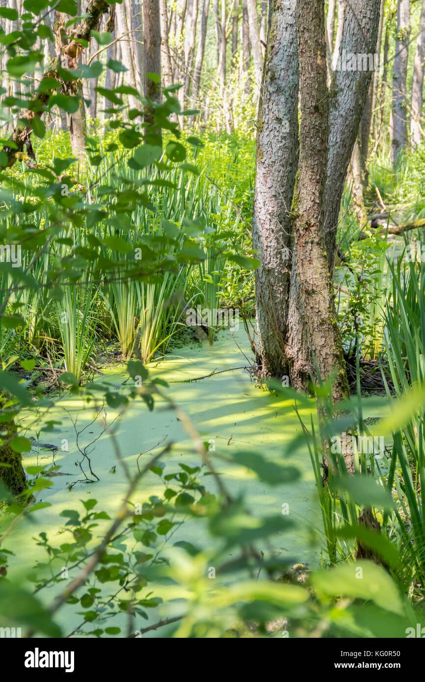 sunny wetland scenery in Southern Germany at early summer time Stock ...