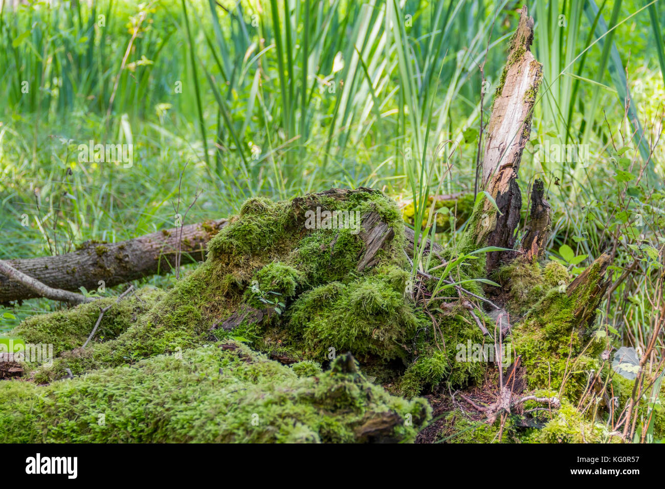 natural forest scenery in Southern Germany at early summer time Stock ...