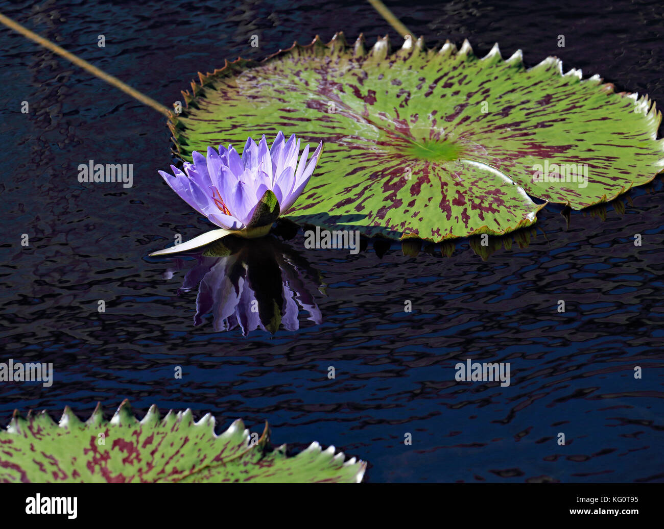 The almost black, dark water of this pond provides the perfect ...