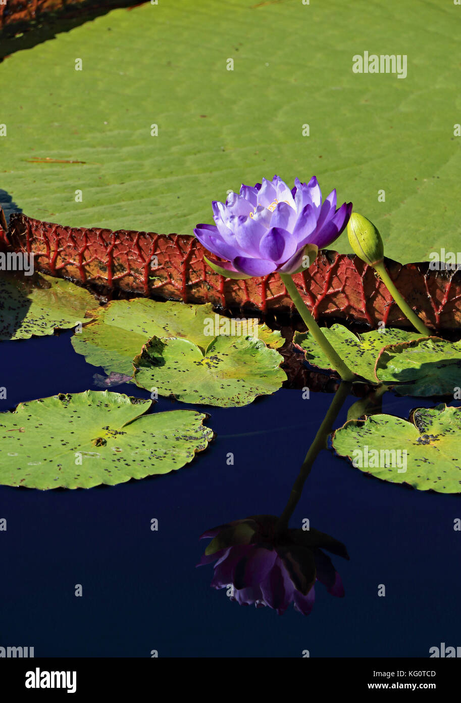 This bright purple singular water lily is a standout against the very ...