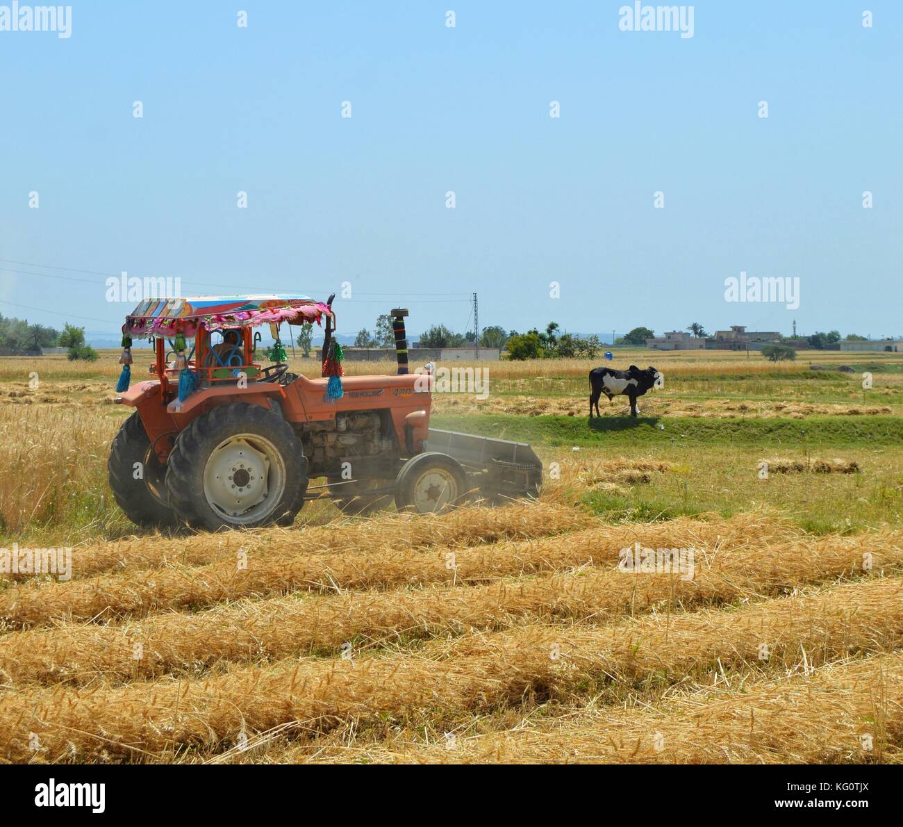 A Harvester is busy in ripped crop Fields Stock Photo - Alamy