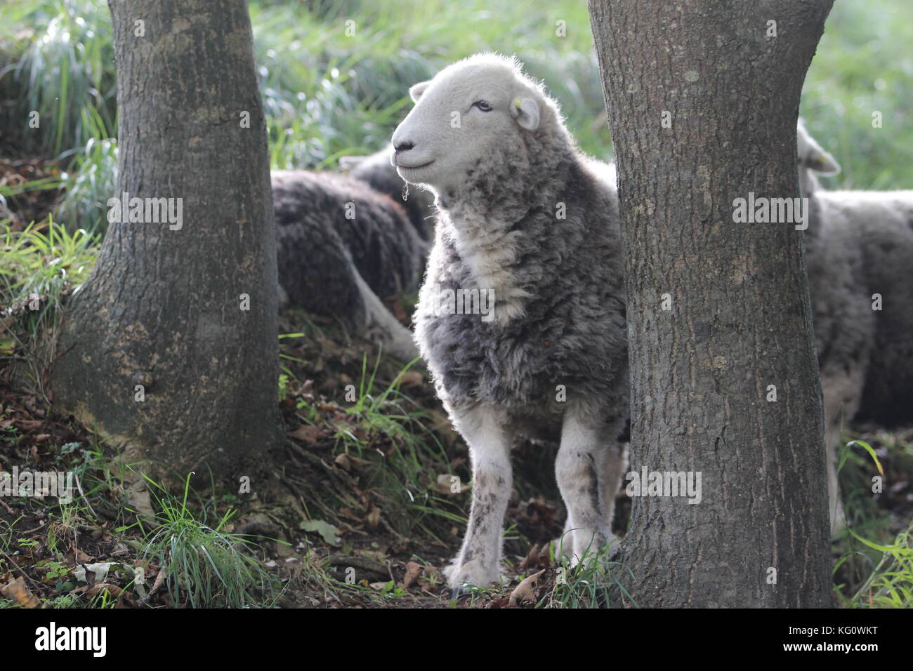 Europe, England, Dorset, Corfe Castle, Herdwick sheep on the slopes of ...