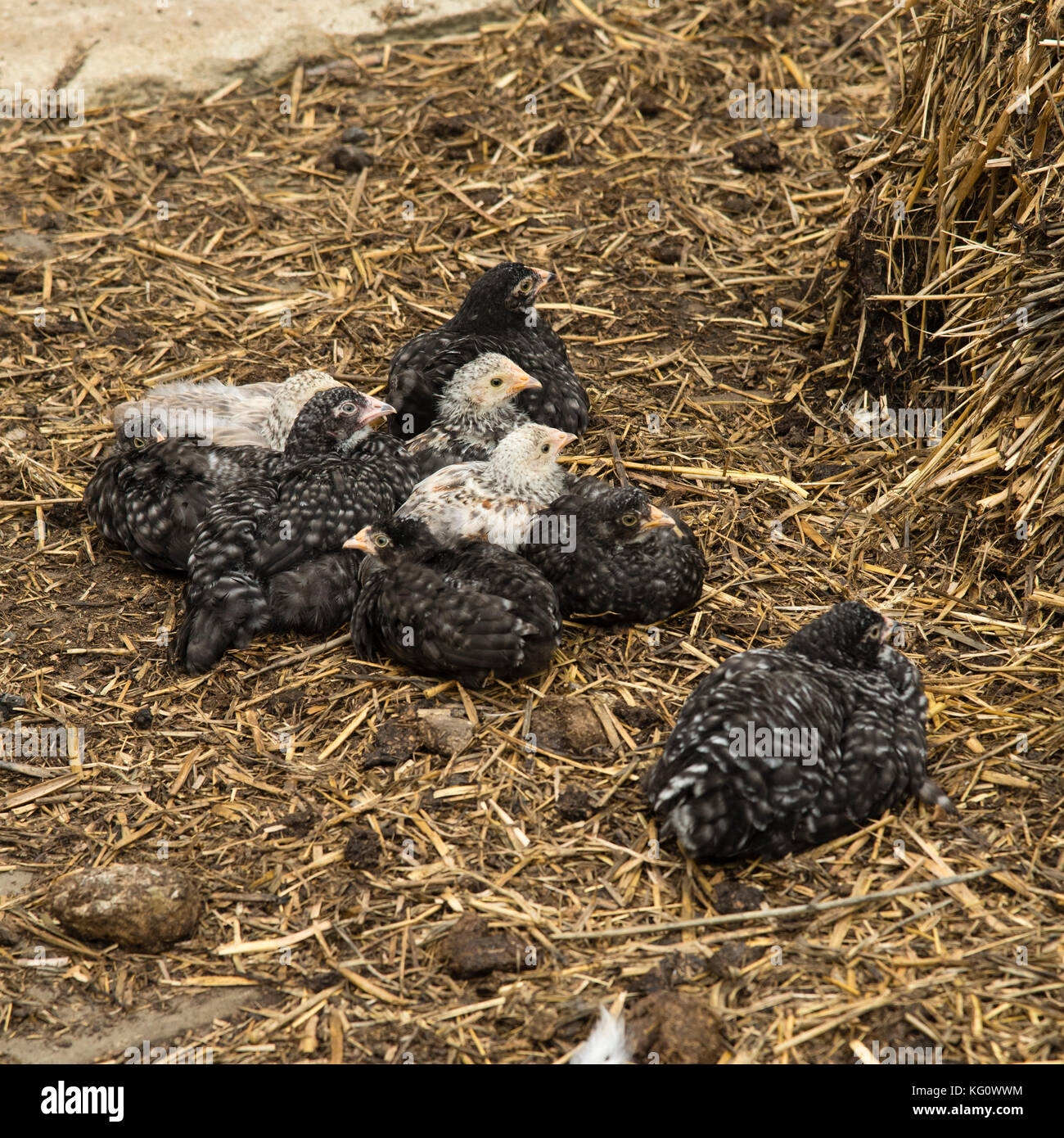 1 one bird separate from the group hi-res stock photography and images ...