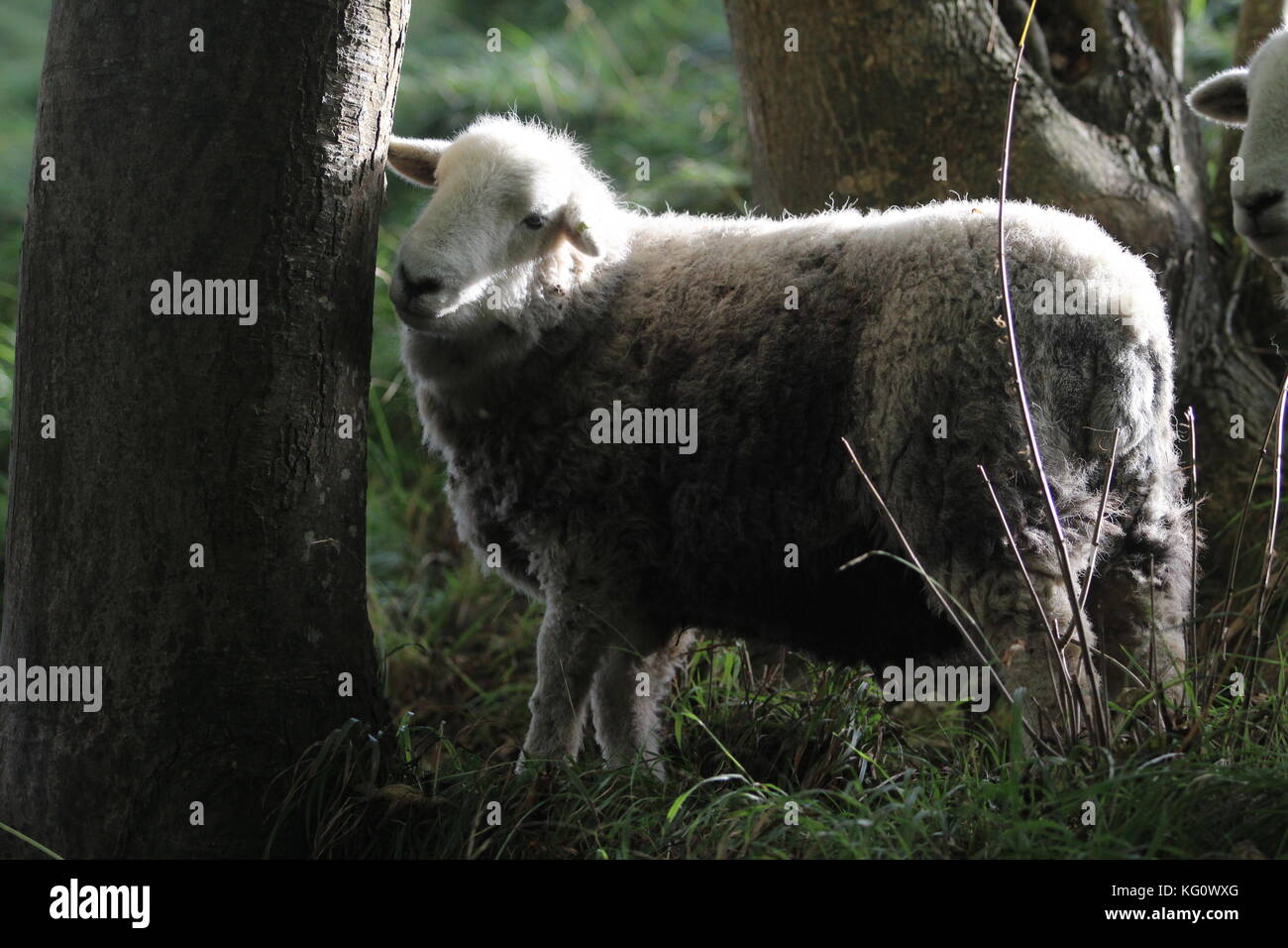 Europe, England, Dorset, Corfe Castle, Herdwick sheep on the slopes of ...