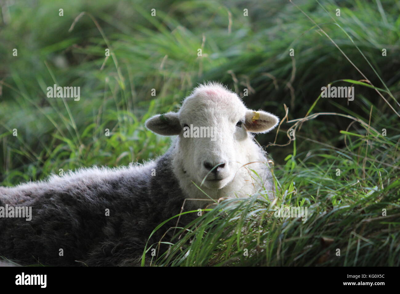 Europe, England, Dorset, Corfe Castle, Herdwick sheep on the slopes of ...