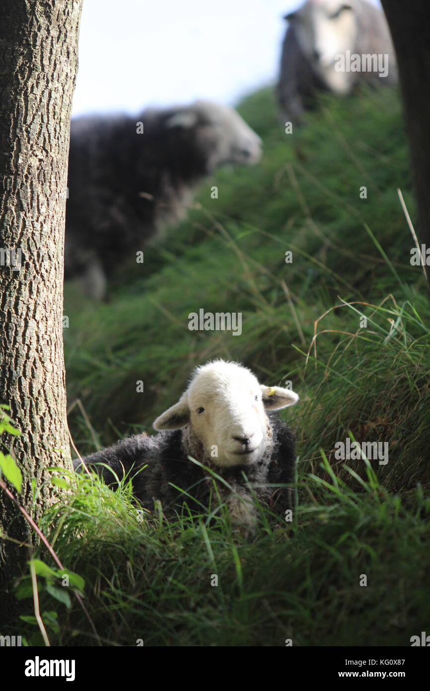 Europe, England, Dorset, Corfe Castle, Herdwick sheep on the slopes of ...