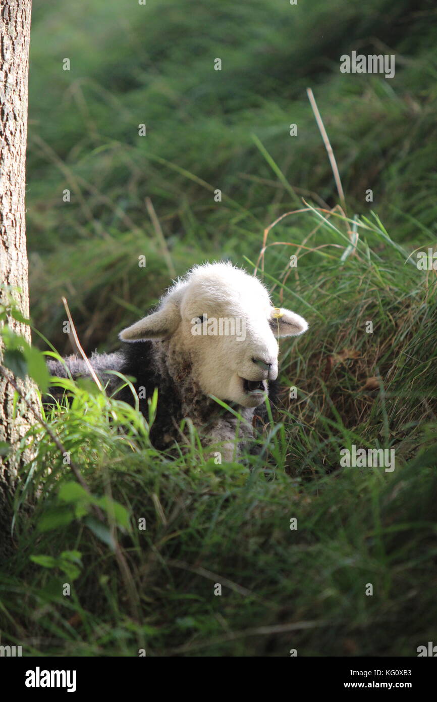 Europe, England, Dorset, Corfe Castle, Herdwick sheep on the slopes of ...