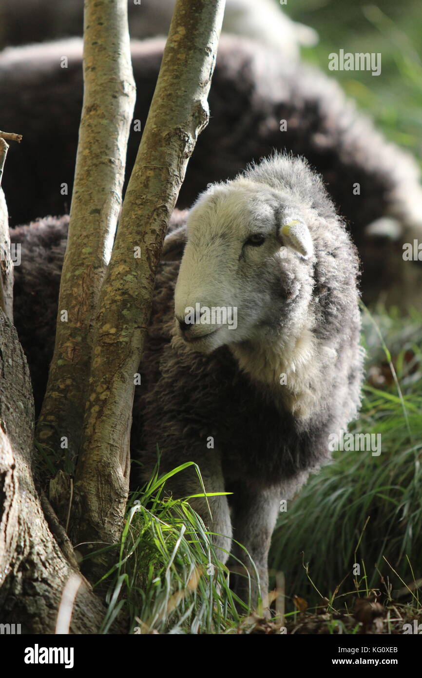 Europe, England, Dorset, Corfe Castle, Herdwick sheep on the slopes of ...