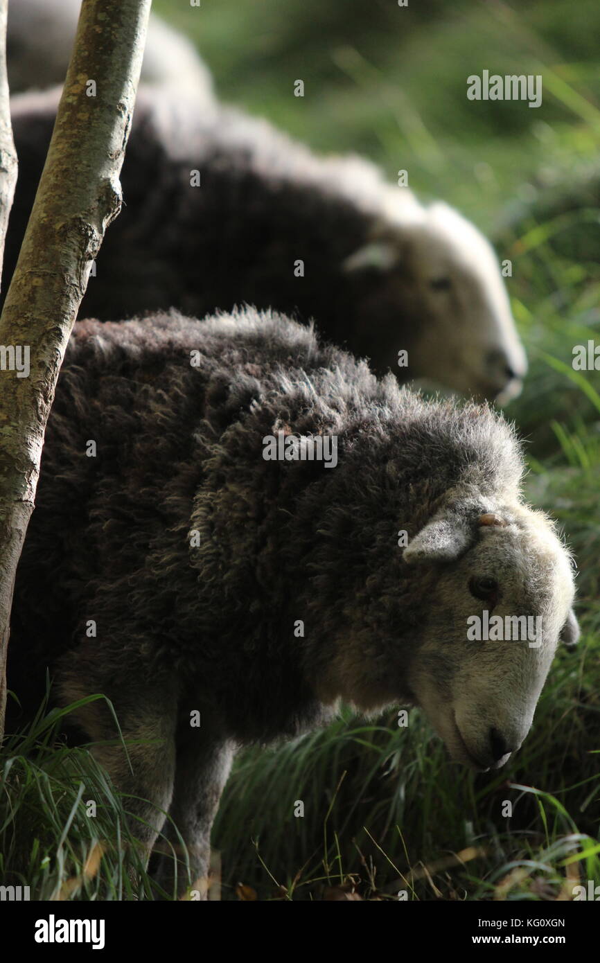Europe, England, Dorset, Corfe Castle, Herdwick sheep on the slopes of ...