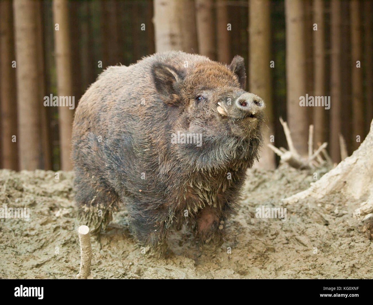 Sus scrofa scrofa - Central european boar in forest Stock Photo - Alamy