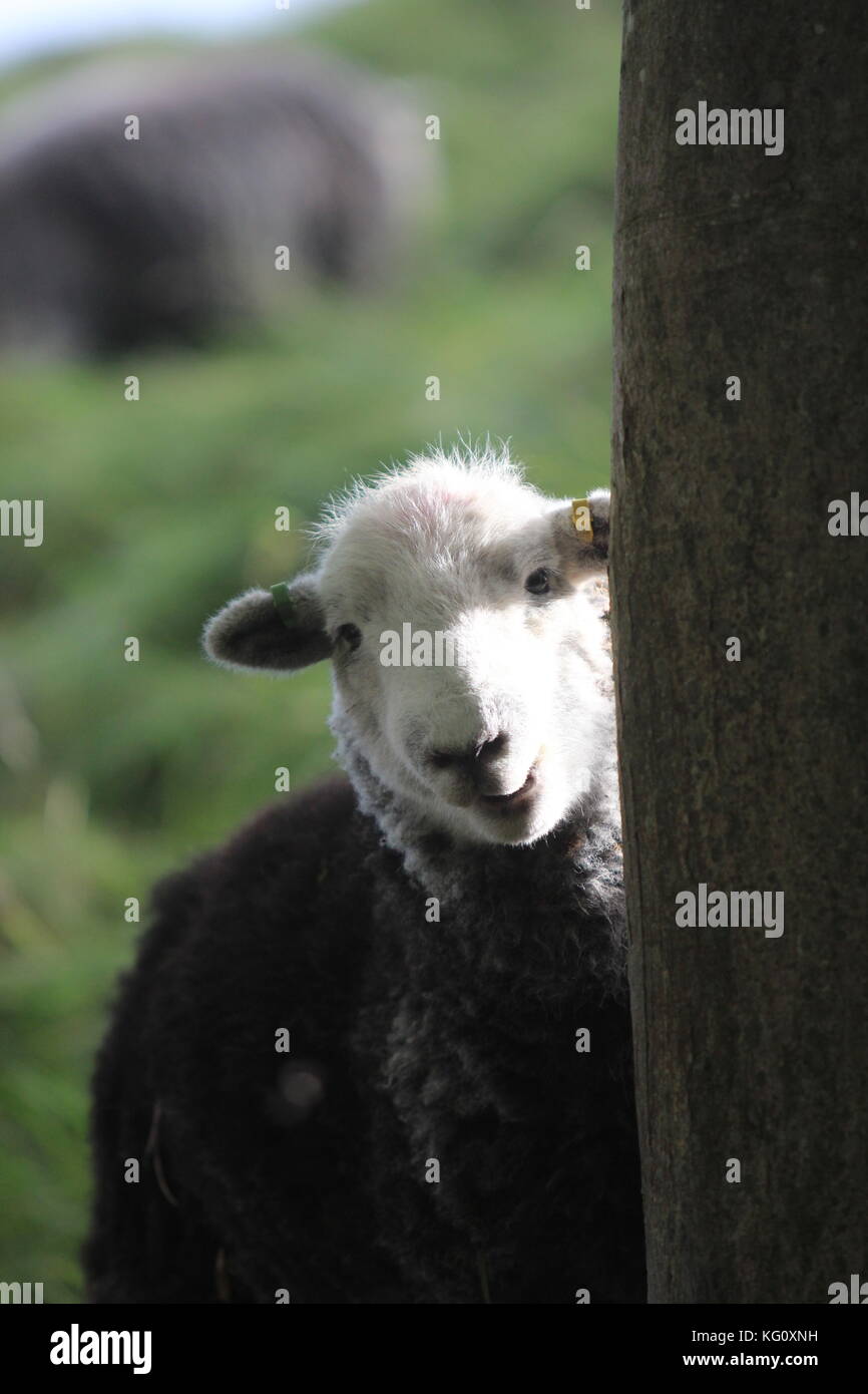 Europe, England, Dorset, Corfe Castle, Herdwick sheep on the slopes of ...