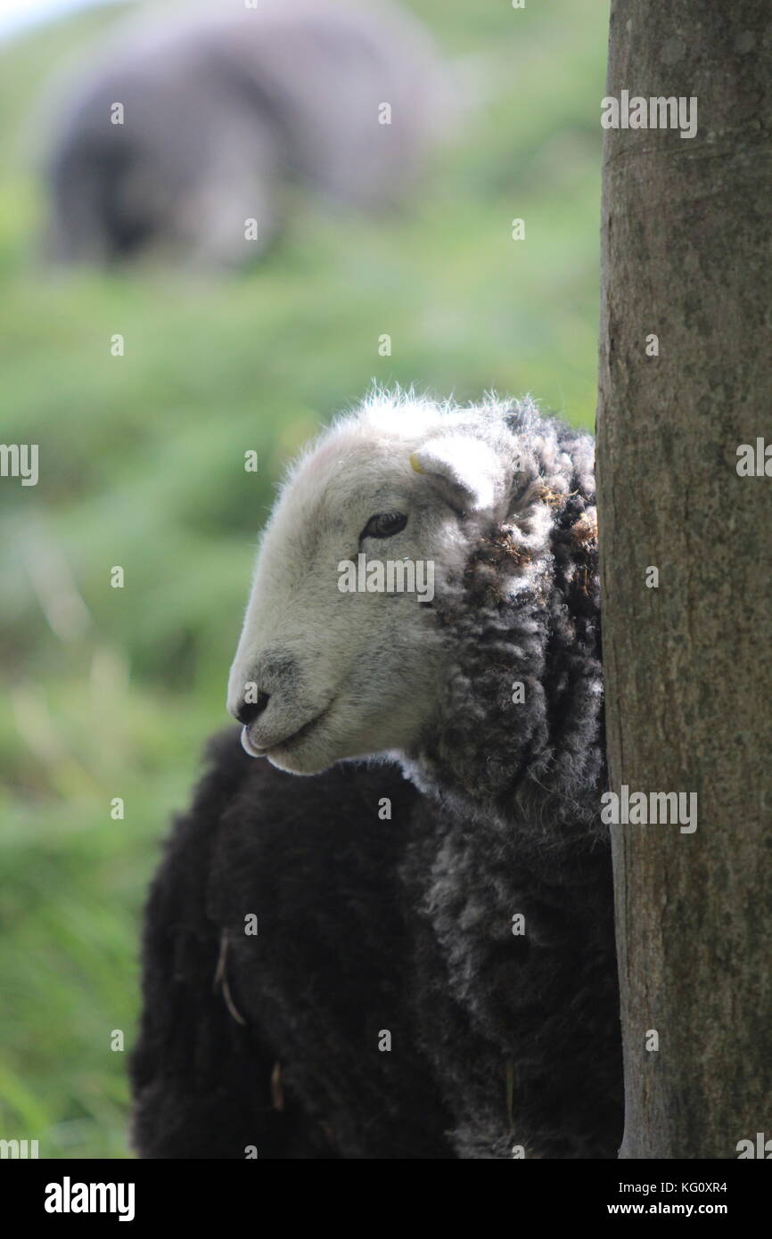 Europe, England, Dorset, Corfe Castle, Herdwick sheep on the slopes of ...