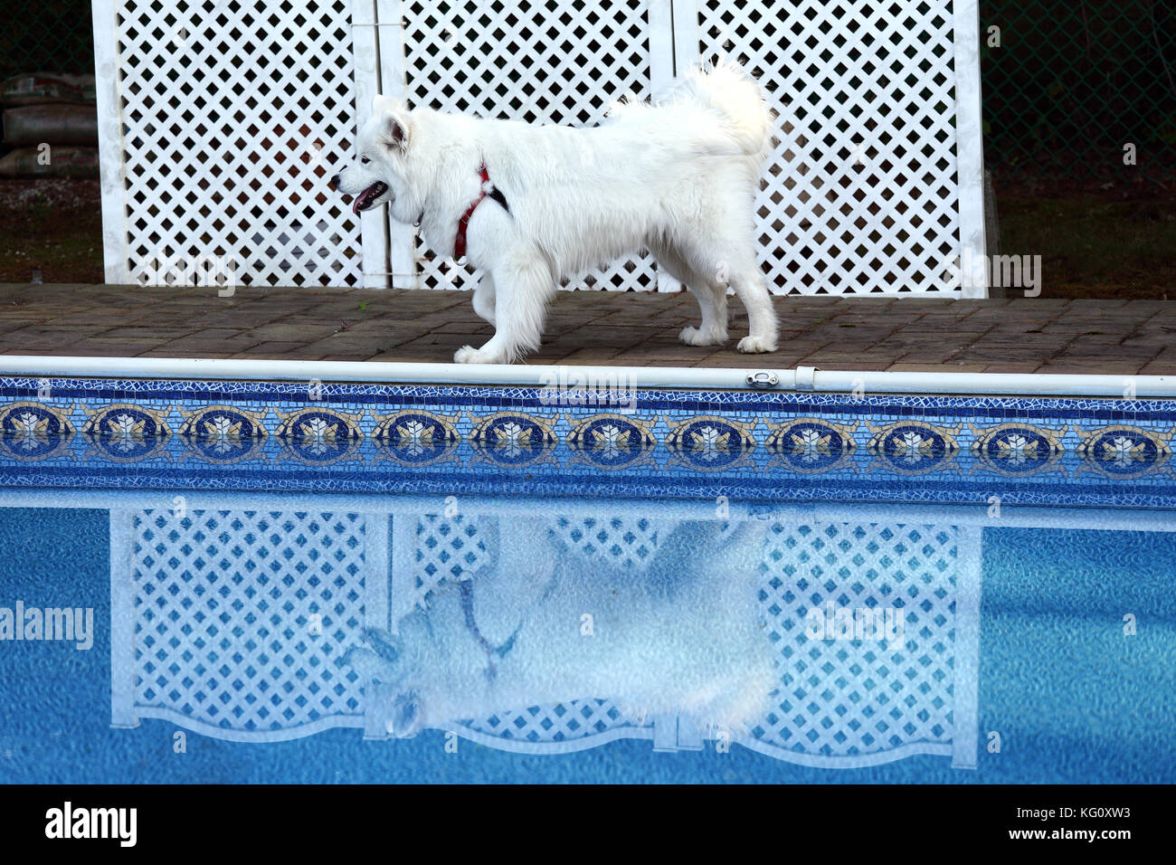 Backyard pool fence hi-res stock photography and images - Alamy