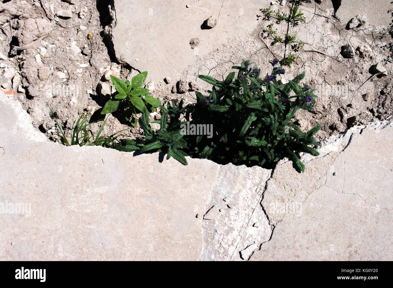 Plant growing in soil of stone Stock Photo - Alamy