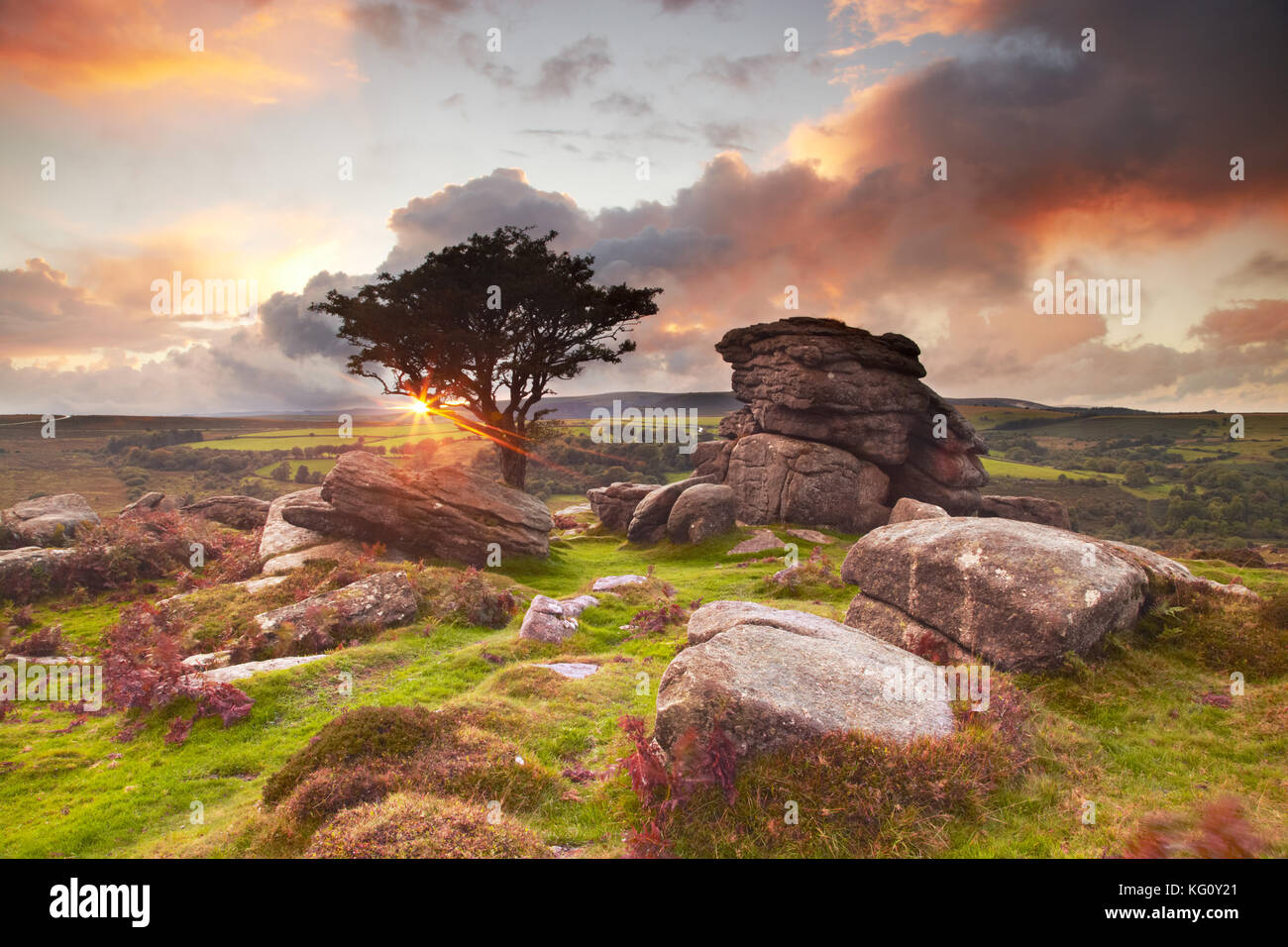 The setting sun is flaring through the branches of a hawthorn tree near ...