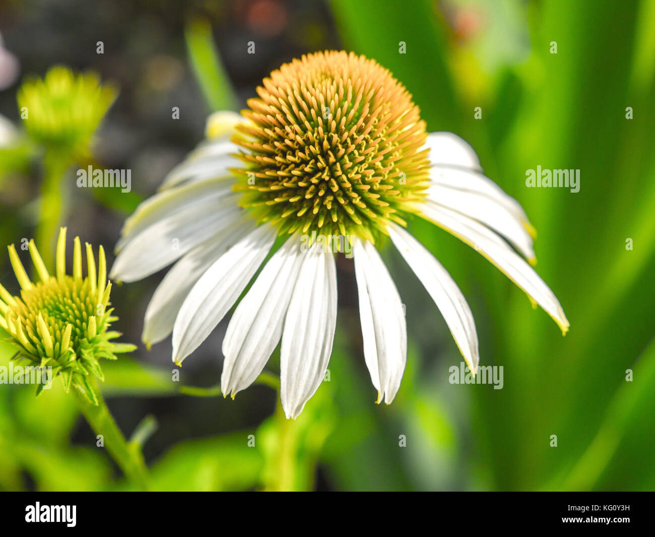 Gorgeous macro photograph of a 'pow wow white' coneflower wildflower in ...