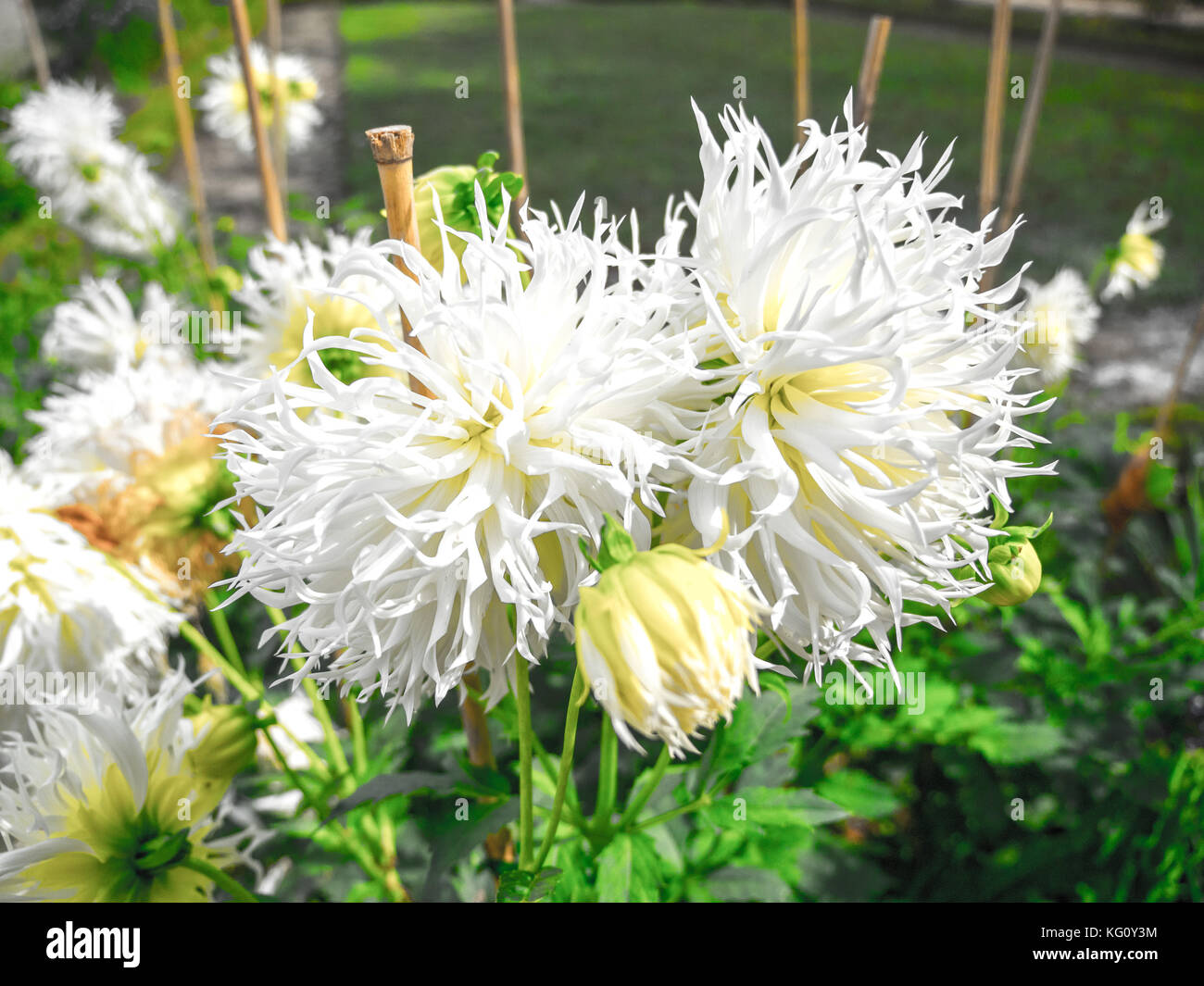 Gorgeous macro photograph of white cornflowers in a garden in ...