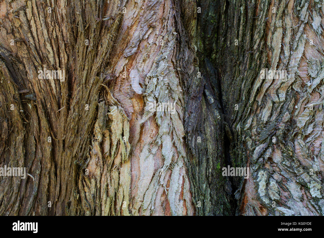 The bark of a coastal redwood, Sequoia sempervirens, in three colors ...