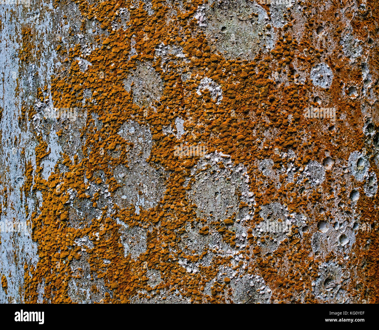 Tree bark covered with orange Sunburst Lichen - texture or background ...