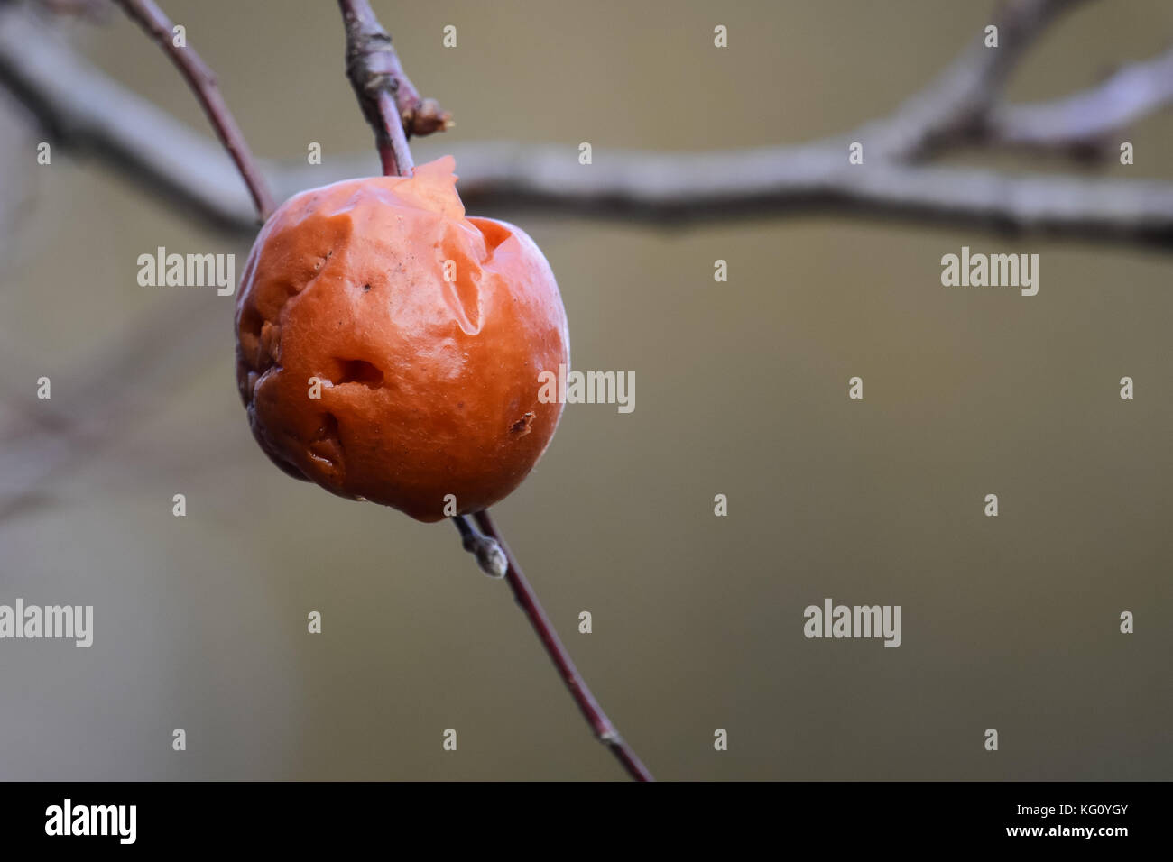 Apple decay hi-res stock photography and images - Alamy