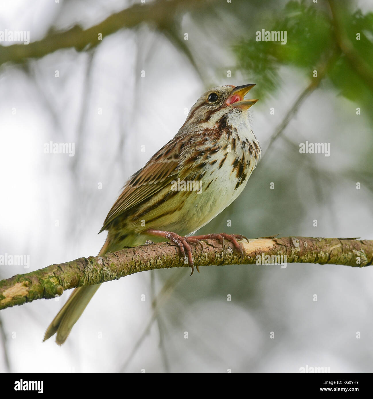 Singing tree hi-res stock photography and images - Alamy