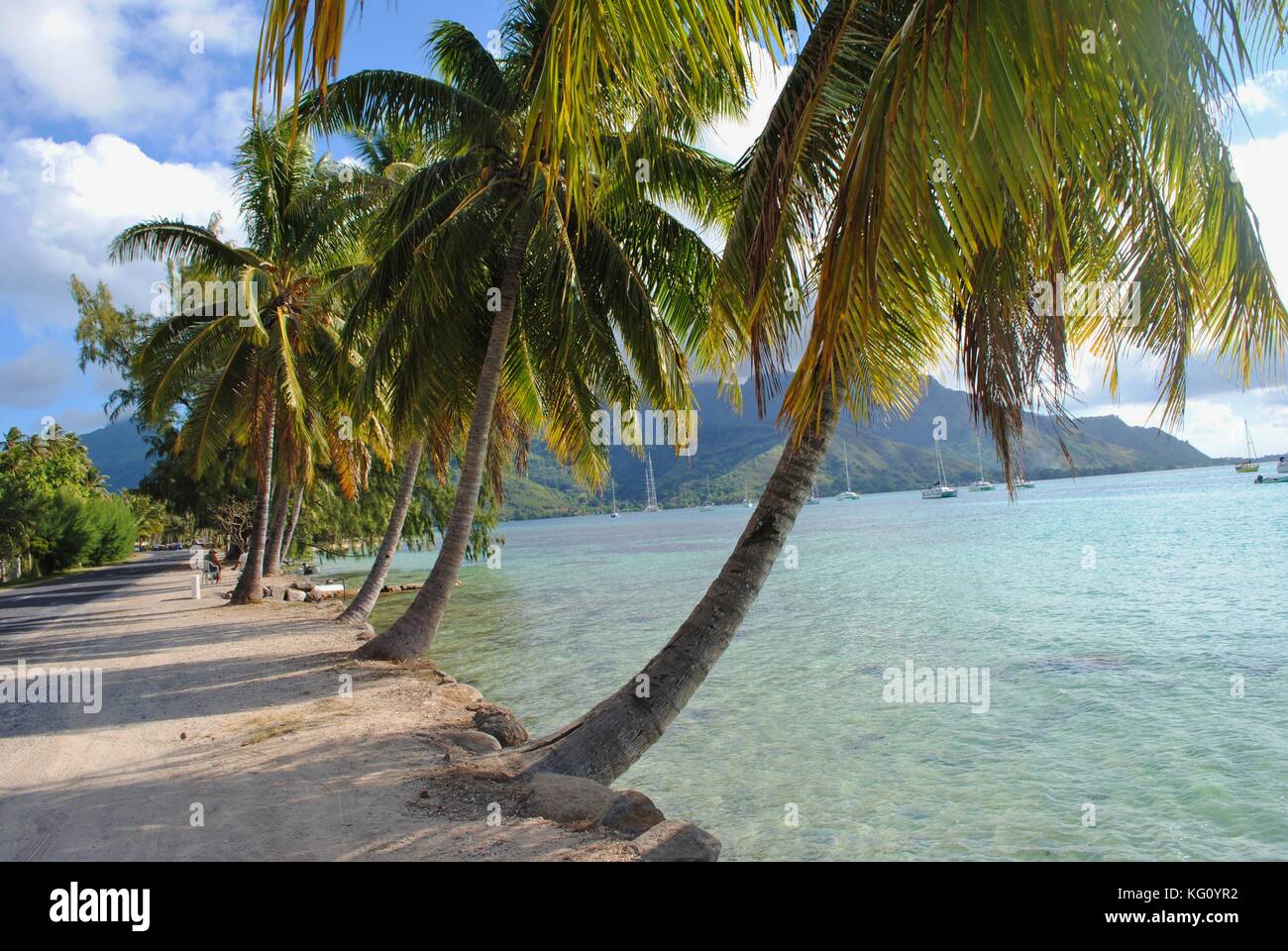 Moorea (French Polynesia) Palm trees over water Stock Photo - Alamy