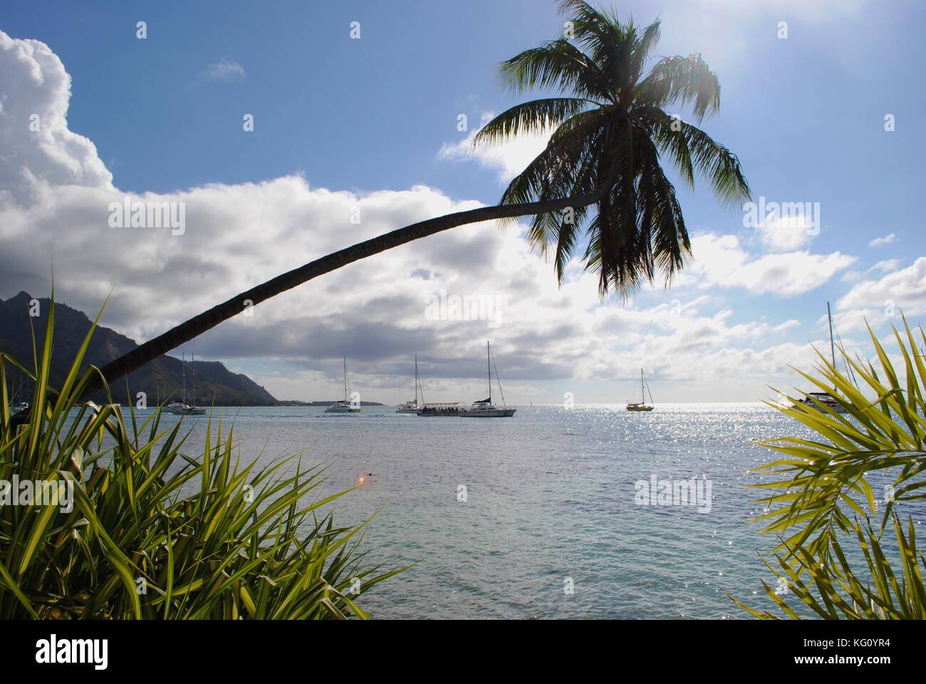 Tree over water hi-res stock photography and images - Alamy