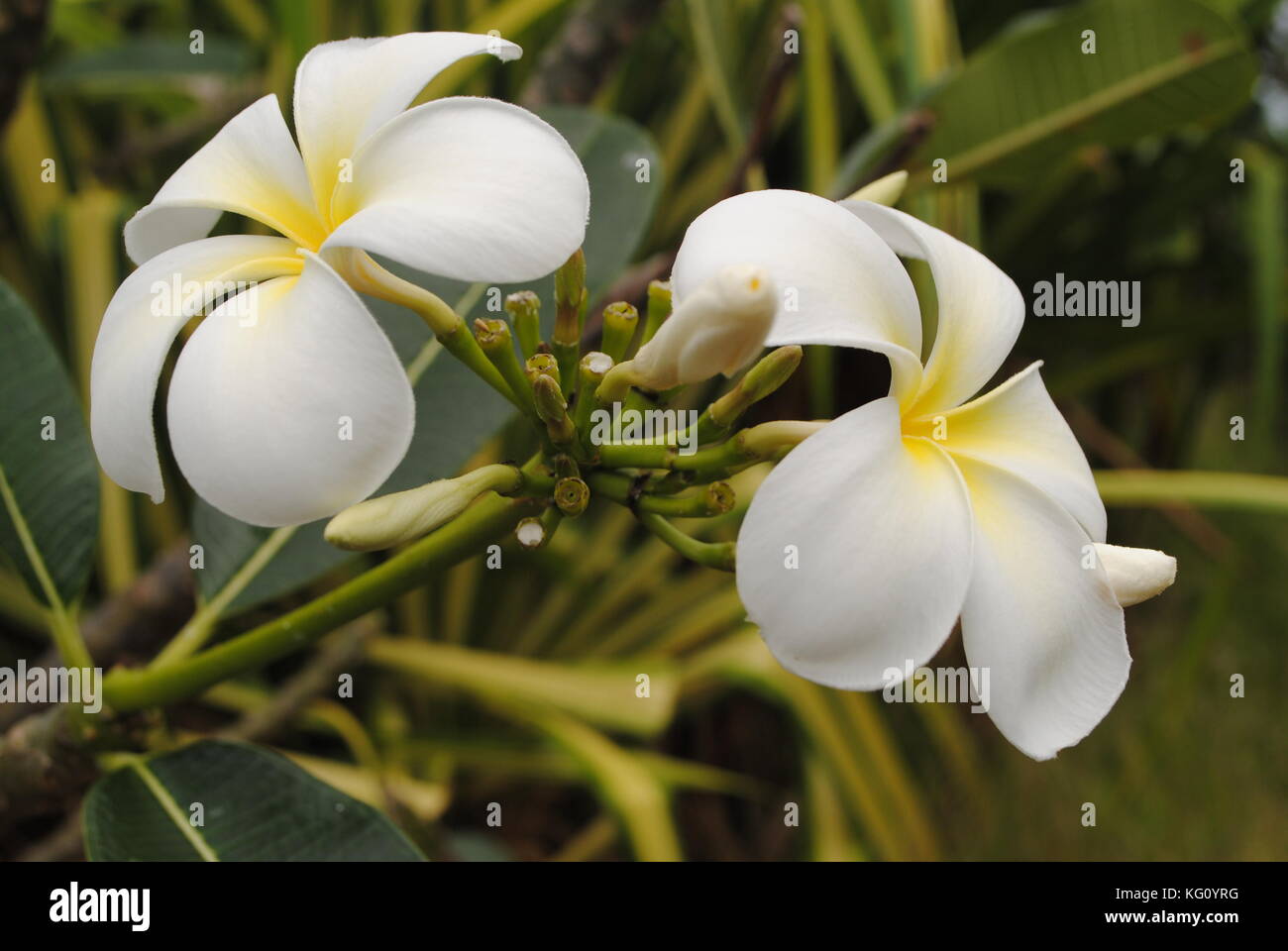 Bora Bora flower Stock Photo - Alamy